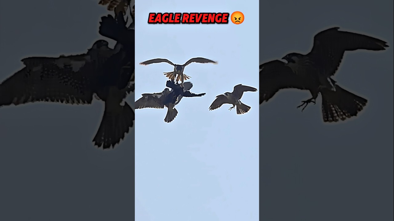 eagle vs raven #trending #animals #wildlife #eagle #ravens #birds # ...