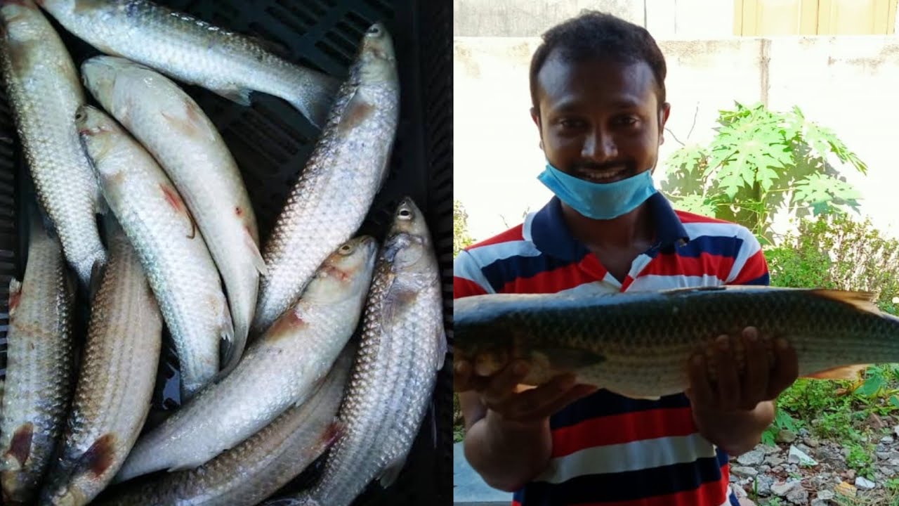 ওল দিয়ে ভাঙন মাছ 😜bhangon maas recipe এটাই আসোল ভাঙন মাছ #bengole ...