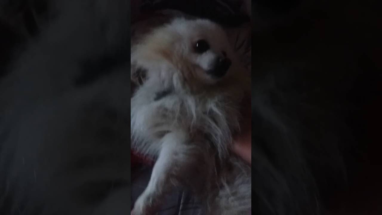 My Japanese Spitz cross Pomeranian dog! - YouTube
