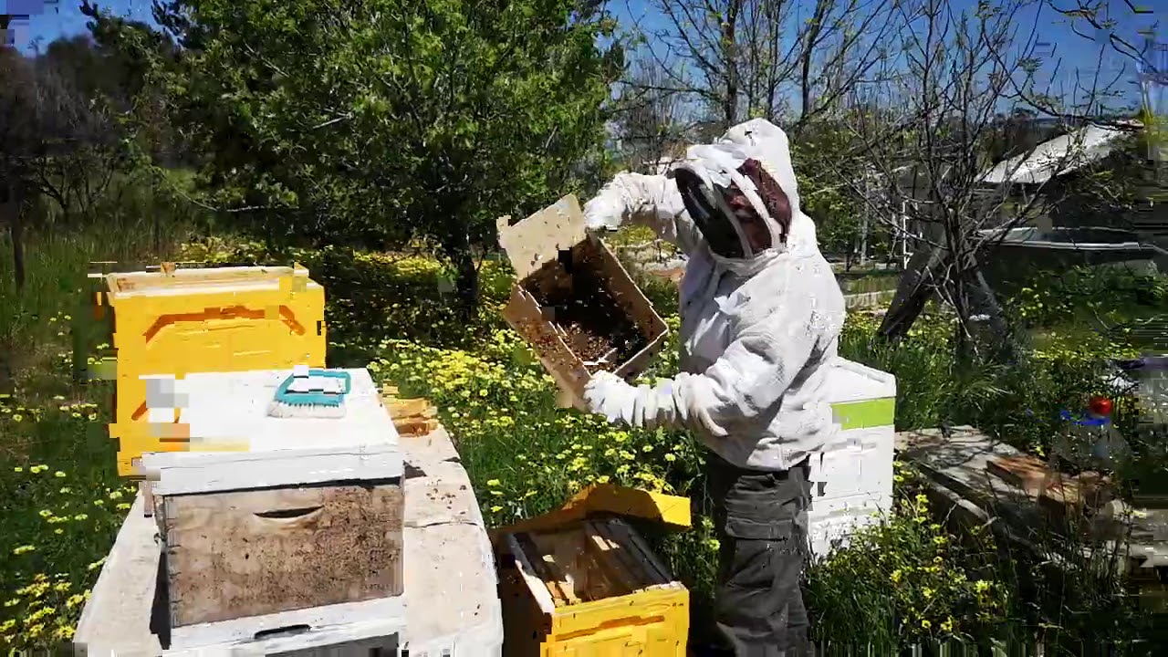 Yass Valley Beekeepers - putting a swarm into the hive - YouTube