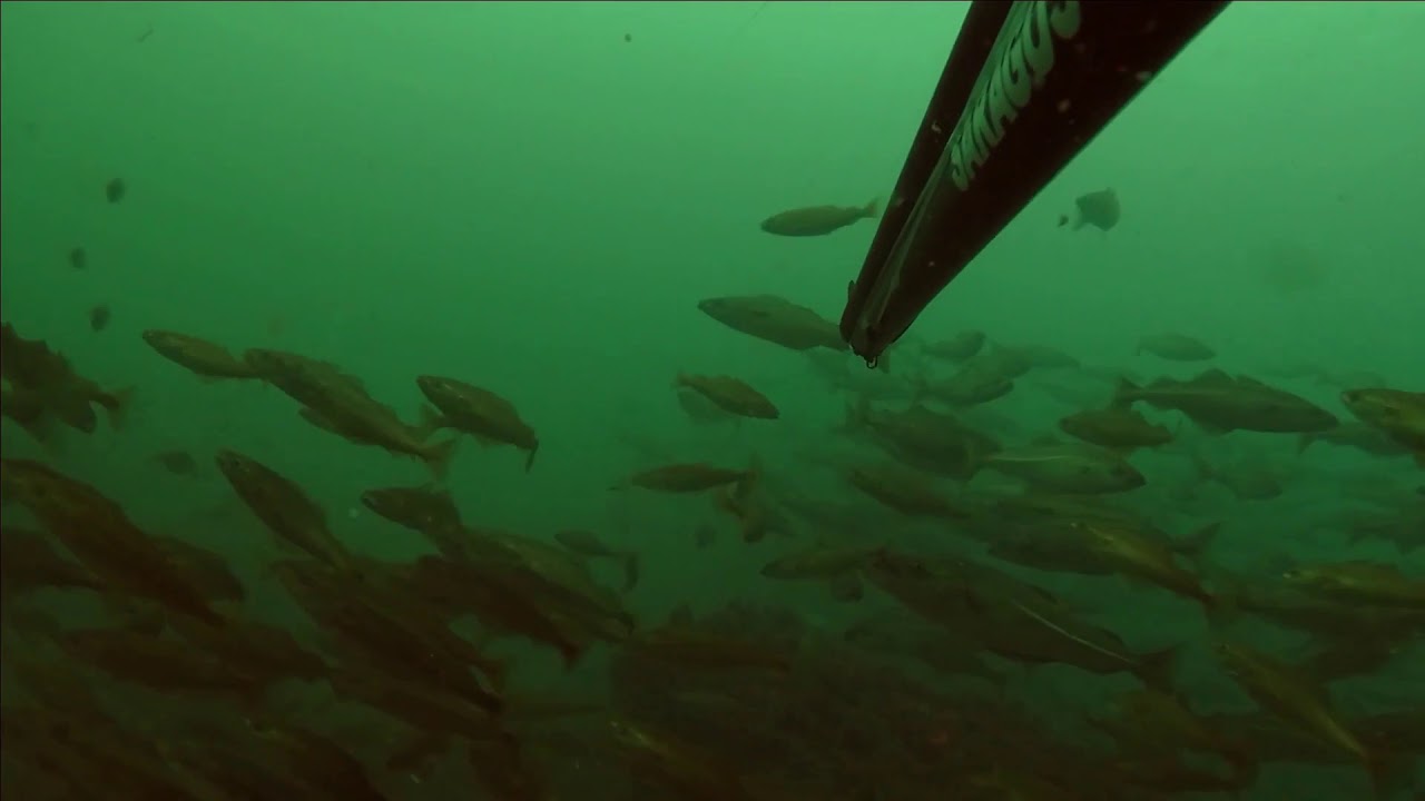 Huge Shoal of juvenile Black Pollock off County Clare Ireland - YouTube