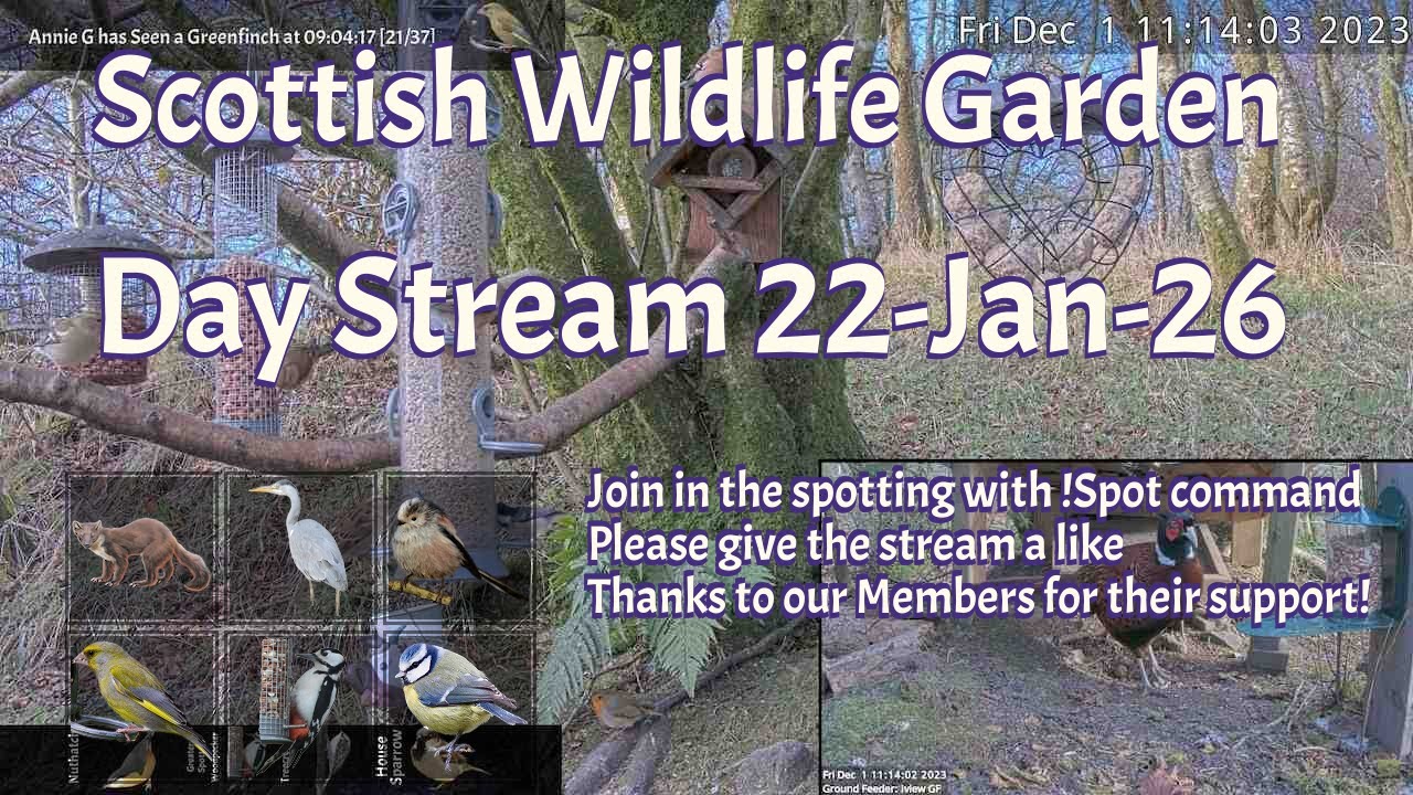 Day Stream January 22nd 2026 | Bird Feeders, Wildlife Cameras Scotland ...
