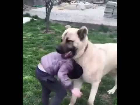 Sivas Kangalıyla Güreşen Çocuk