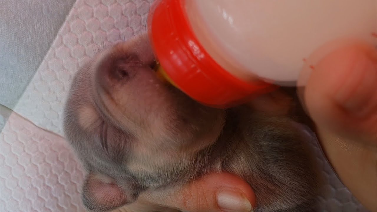 Consejos para dar biberón al cachorro 🍼👍 - YouTube