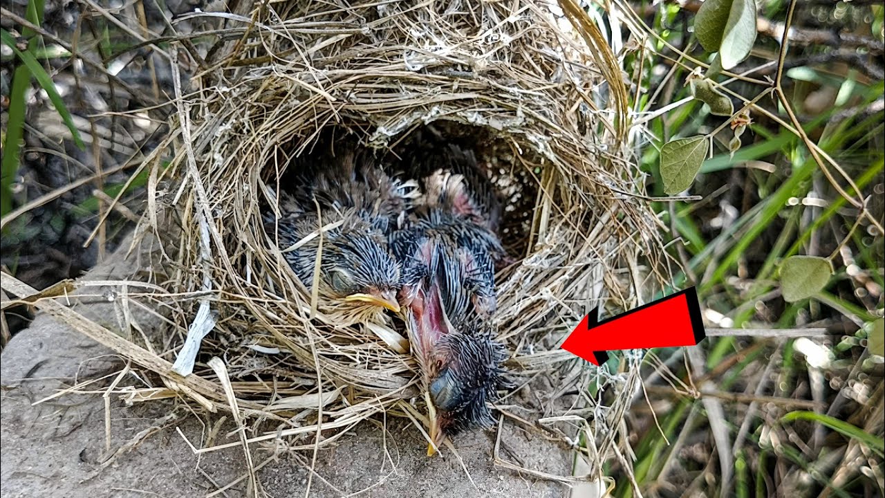 What happened to the baby Great reed warbler bird? @AnimalsandBirds107 ...