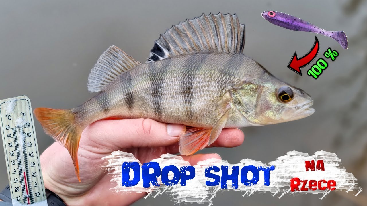 Łowienie okoni w zimę na SPINNING ! DROP SHOT na rzece ! - YouTube