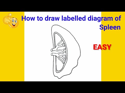how to draw spleen | how to draw spleen diagram | how to draw diagram ...