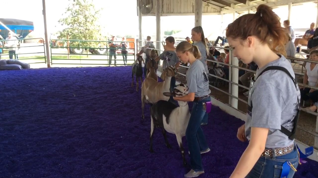 Champion Drive for Dairy Goats- Fair 2018 - YouTube