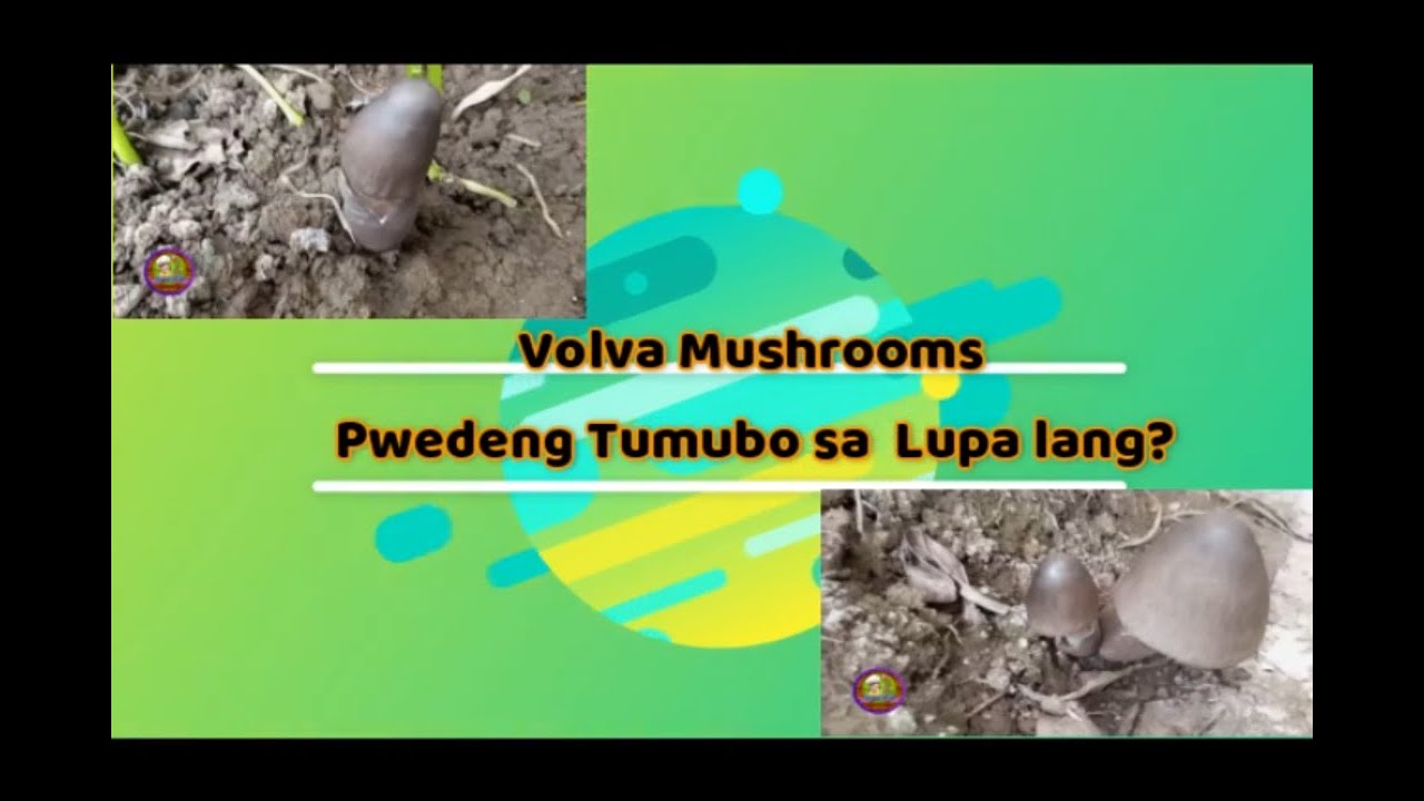 Volva Mushrooms Pwede sa Lupa Lang Itanim? Paanong Nangyari? - YouTube