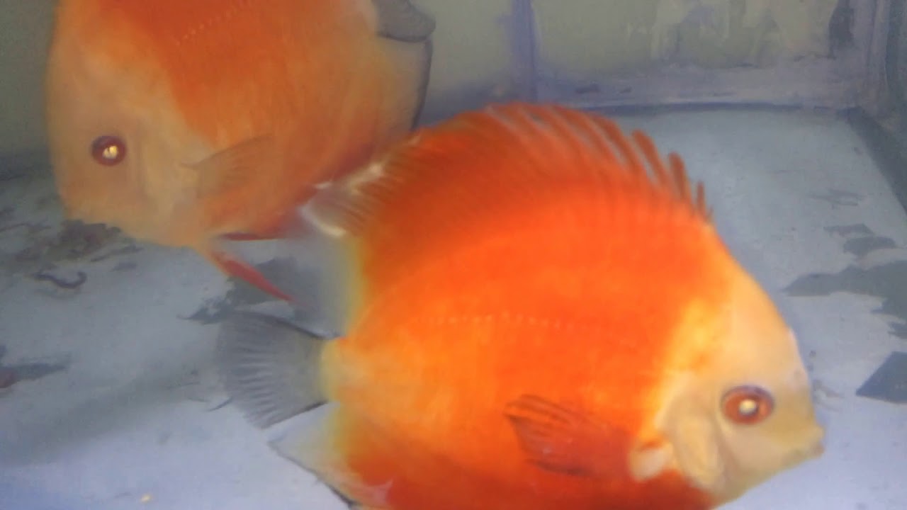 Treatment Fungus For Discus Fish - YouTube