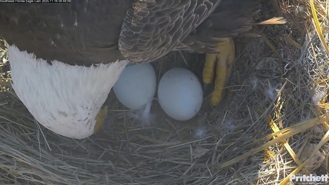 SWFL EAGLE CAM 2025.11.16 M15 saw Egg #2 for the first time. 🥚Scene of ...