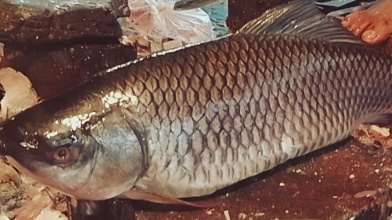 live rohu fish cutting||rohu fish cutting video||big rohu fish cutting ...