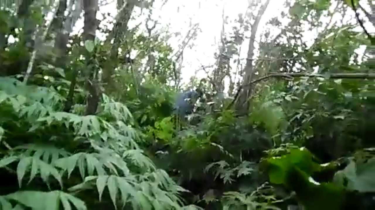 Puerto Galera's Little Vampires (LIMATIK): Unang Yugto - YouTube