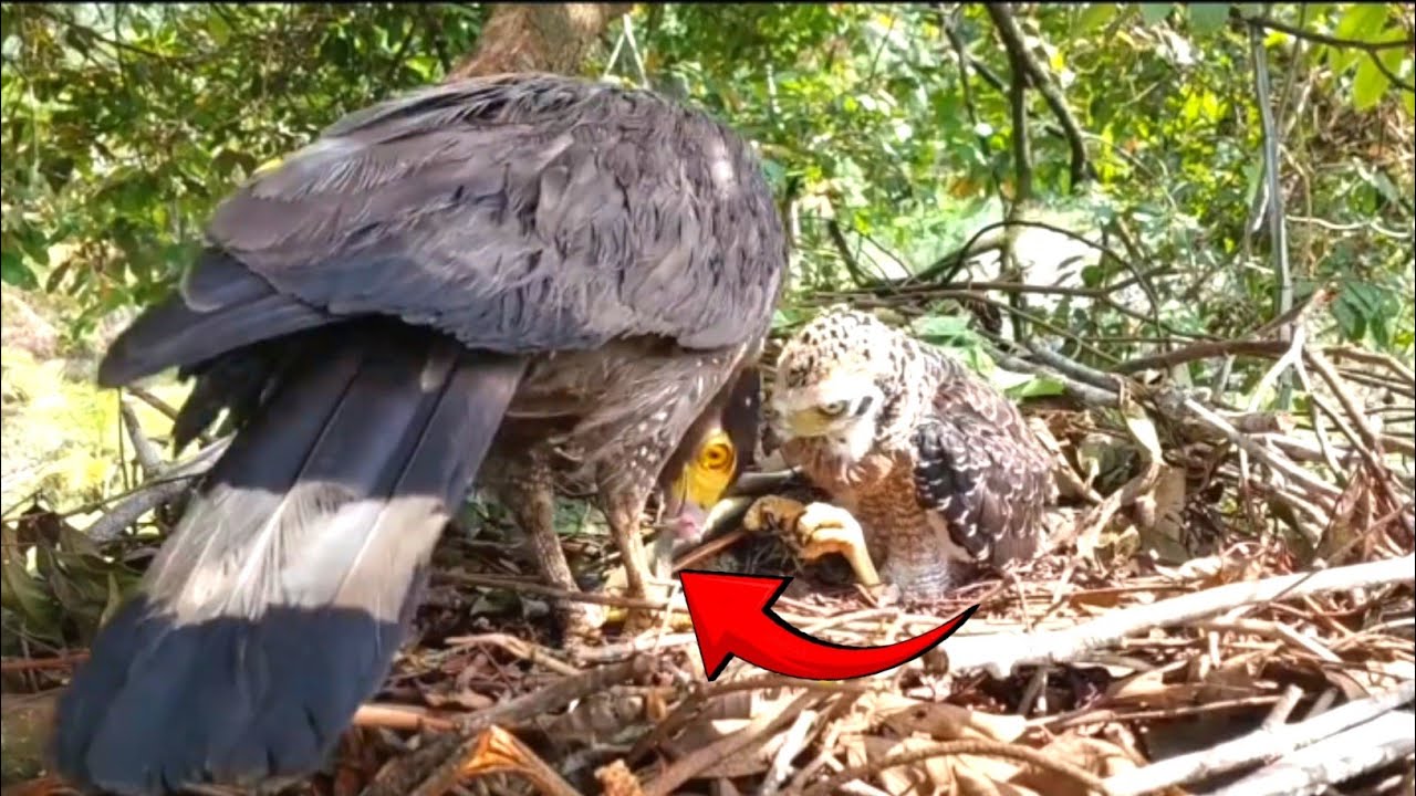 An eagle is teaching its cub how to eat prey | @BurungAlamliar - YouTube