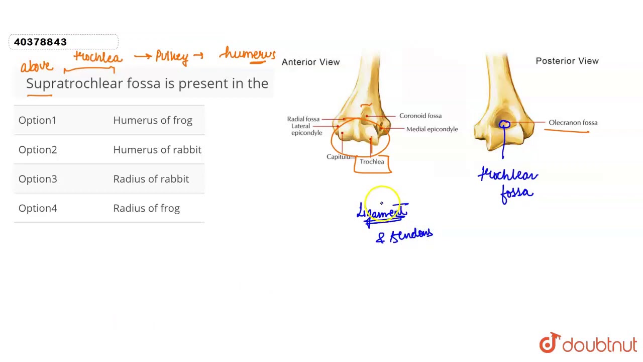 Supratrochlear fossa is present in the - YouTube