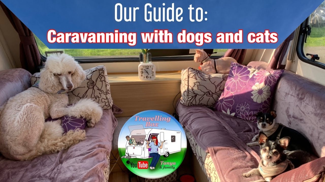 Our Guide to: Caravanning with Cats and Dogs - YouTube