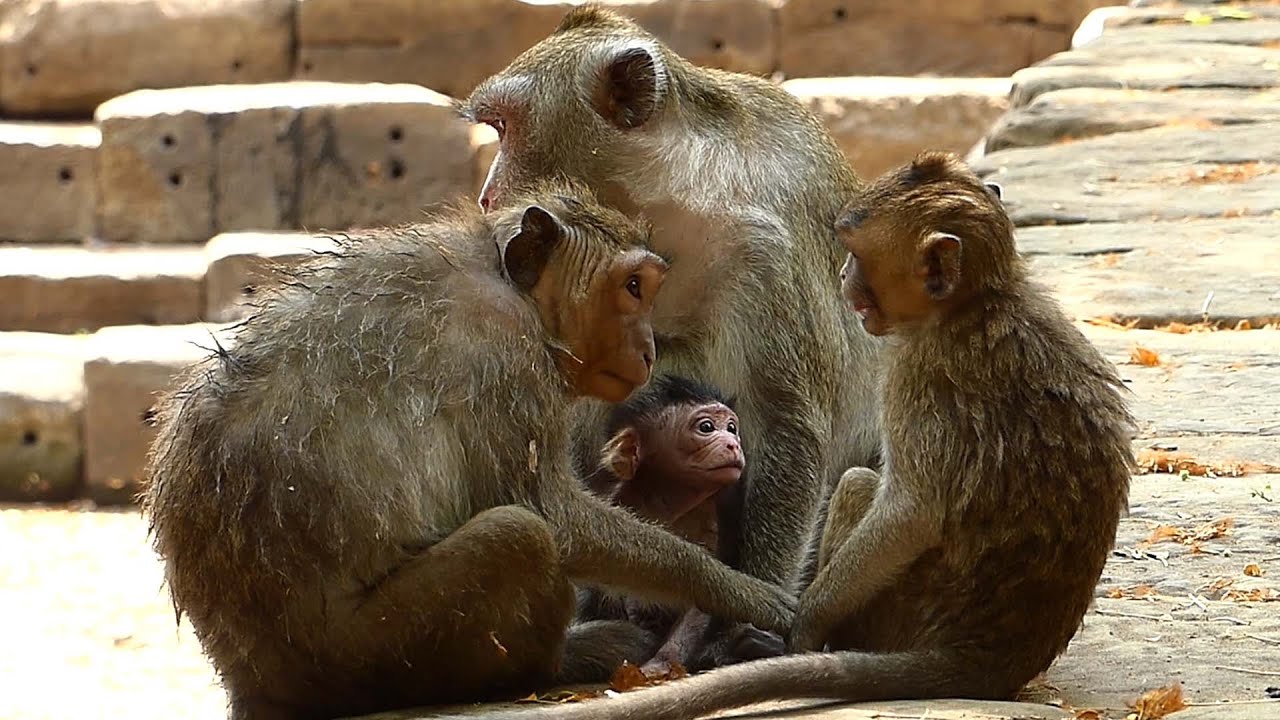 Incredible.., Jinx monkey j+e+a+lous Jazzy talking with her sister ...