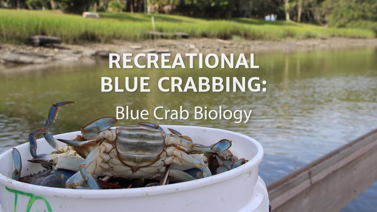 Recreational Blue Crabbing: Blue Crab Biology - YouTube