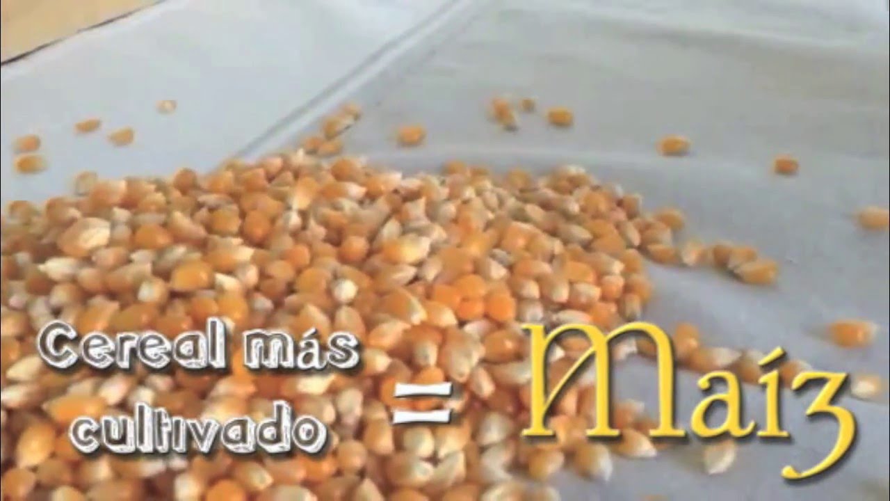 Maíz - YouTube