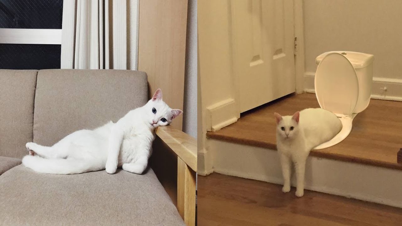 TRY NOT TO LAUGH CHALLENGE–FUNNY CATS FAILS COMPILATION Part 3 | funny ...