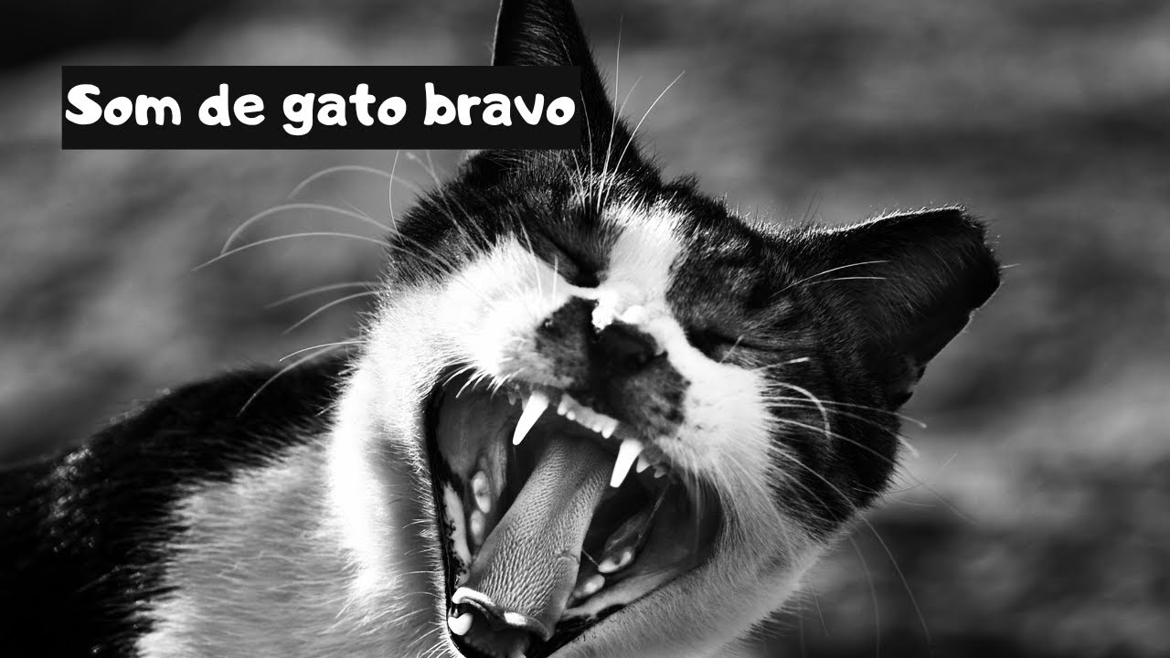 Som de gato bravo - YouTube