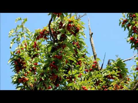 Kızılcıklar Oldu Mu Remix