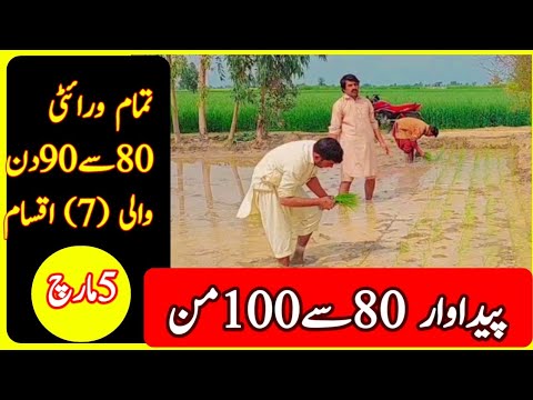 Rice farming All Verity high yield Corps information Cultivation in ...