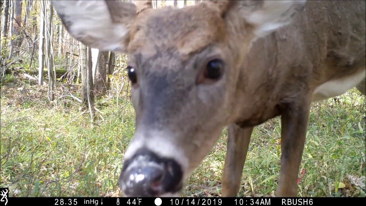 Buck up close at the Cherry tree trail - YouTube