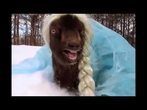 Here’s a Baby Goat Wearing a Queen Elsa Costume - YouTube