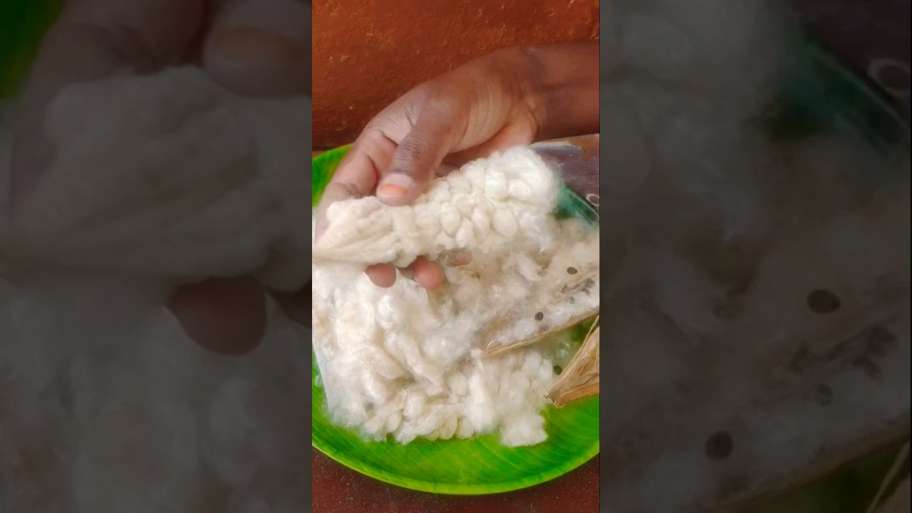 இலவம் பஞ்சு மரம் /kapok tree/bed and pillo used tree #shortvideos# ...