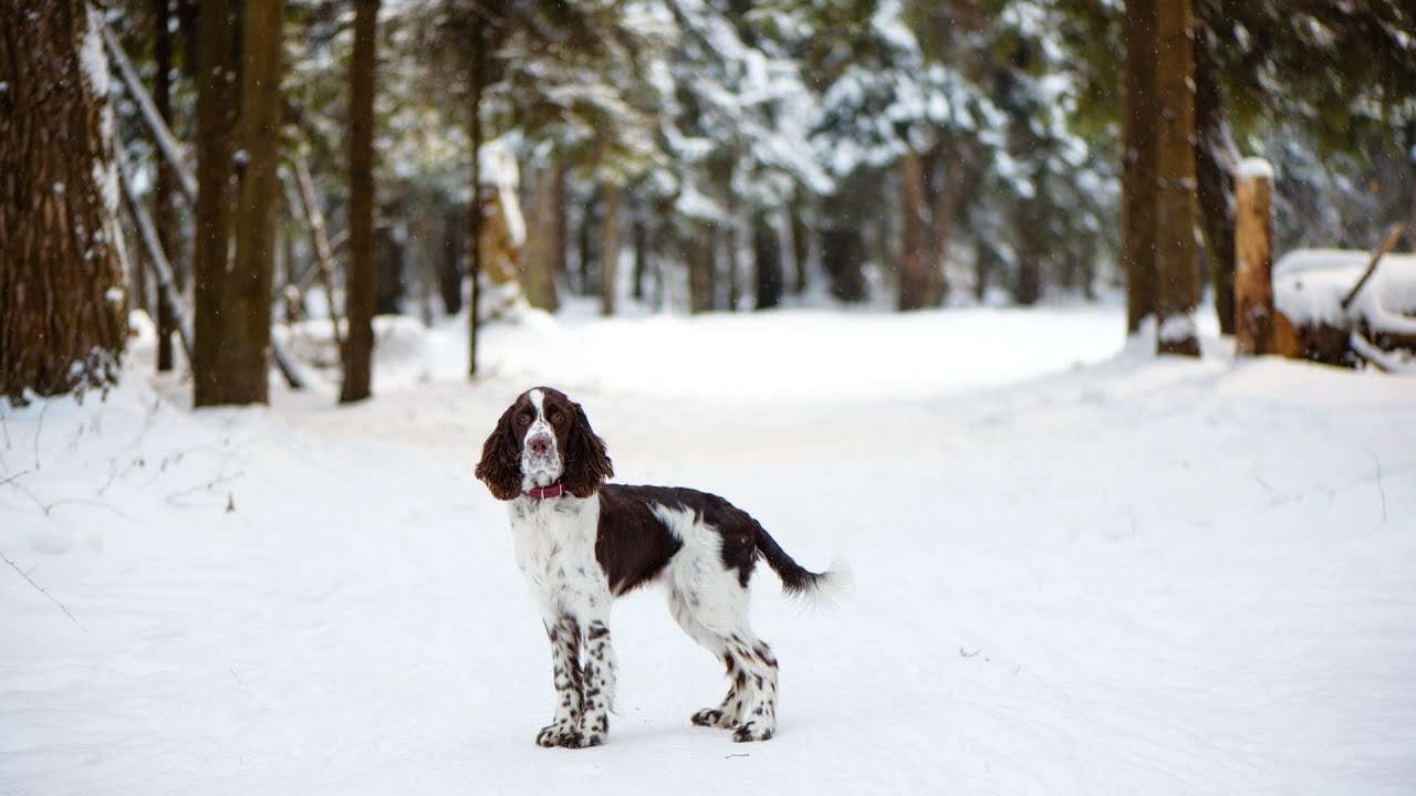 The Versatility of English Springer Spaniels in Dog Shows and ...