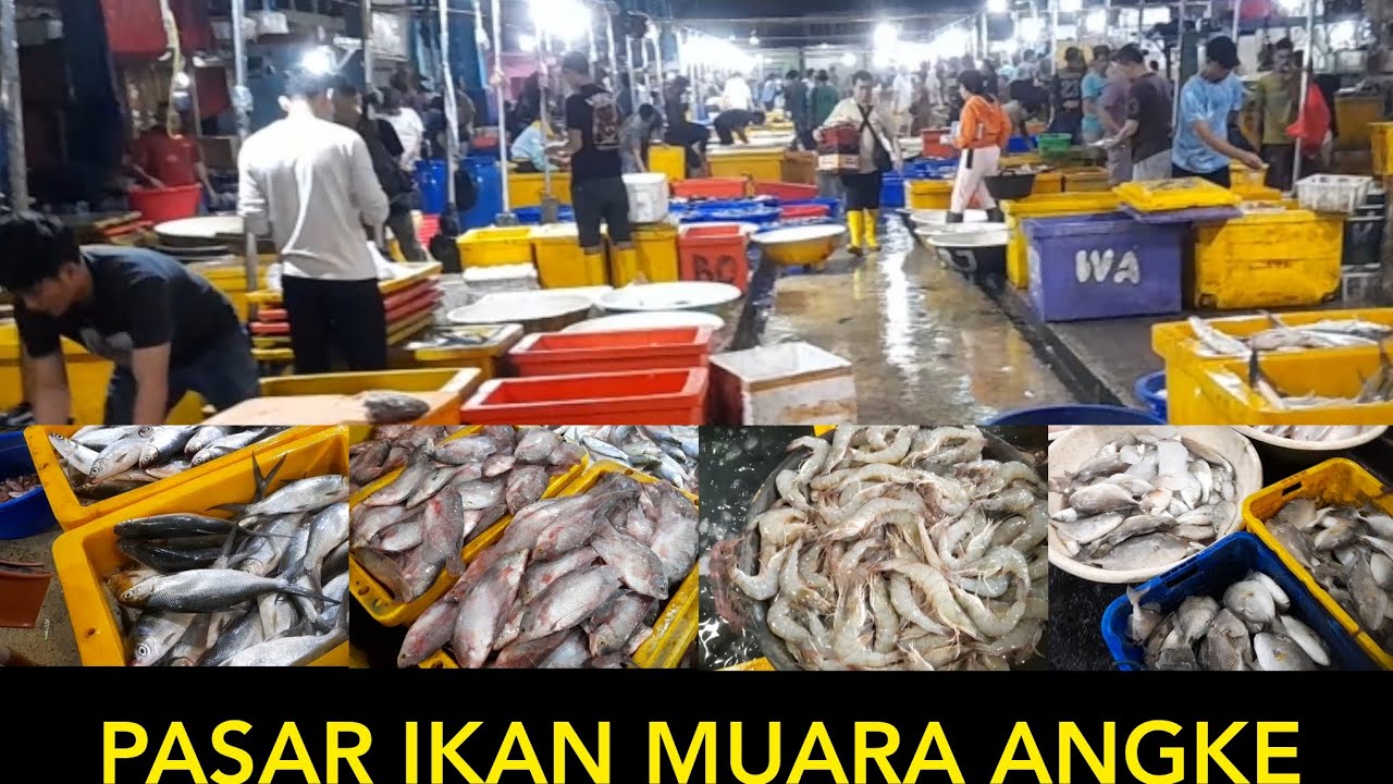 PASAR IKAN MUARA ANGKE || UPDATE HARGA TERBARU DI PELELANGAN IKAN ...