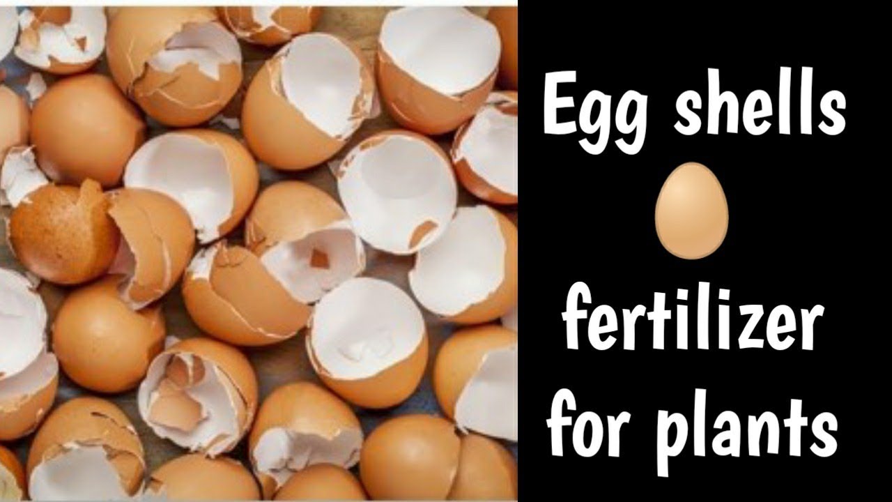 Egg shells fertilizer for plants | organic fertilizer - YouTube