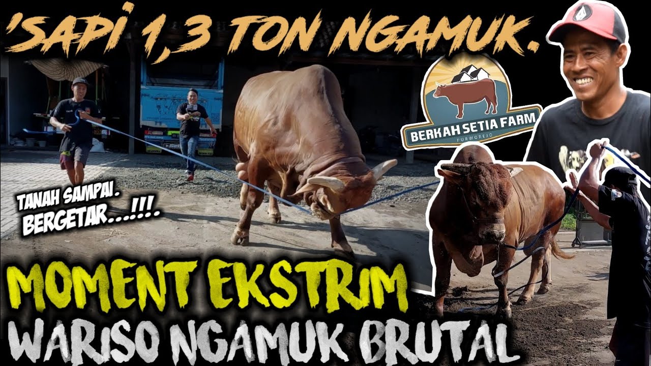 BRUTAL !!! SAPI EKSTRIM WARISO NGAMUK - SAPI 1 TON UP PALING GALAK DI ...