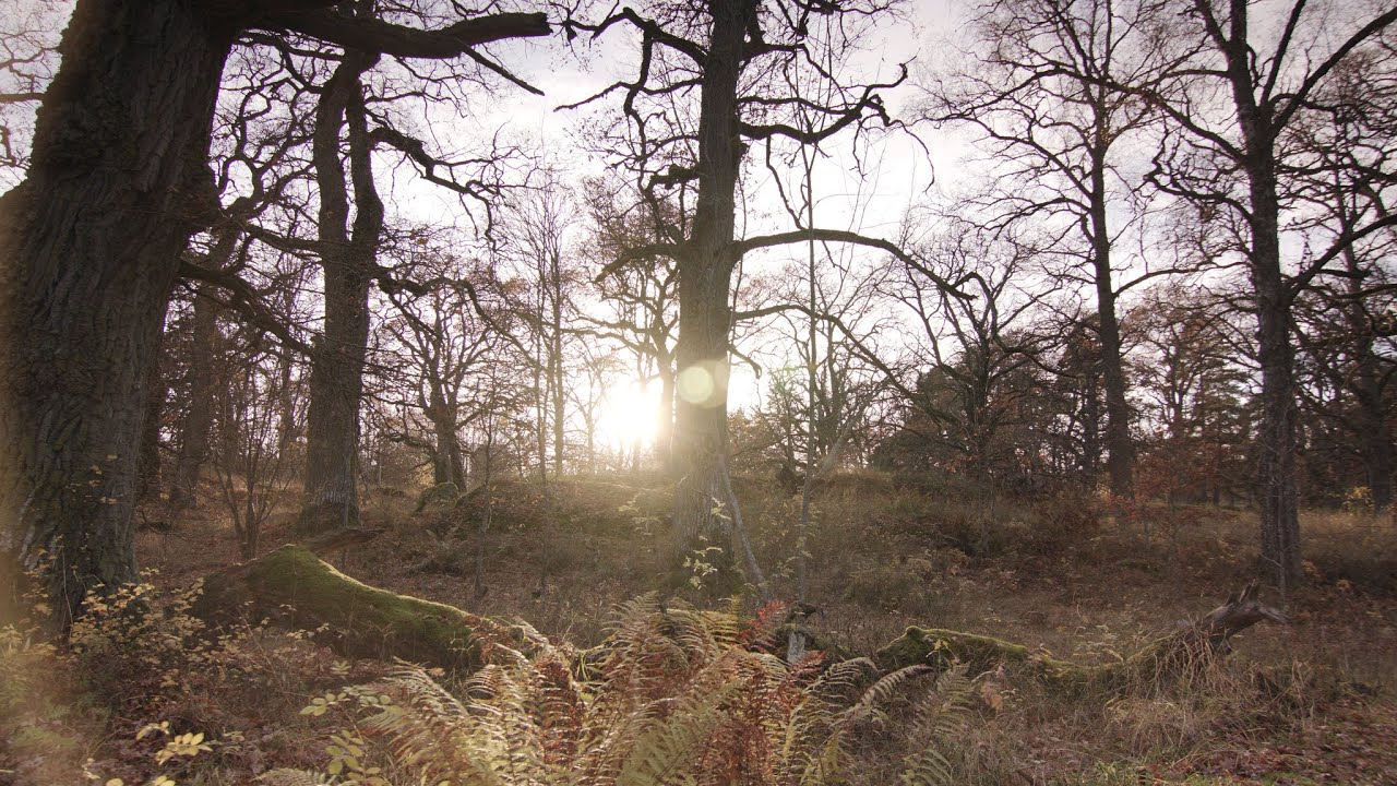 5377. Skog (Forest) Stock Footage Video - YouTube