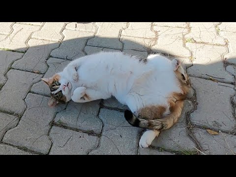 Cute cat throws itself on the ground and rolls on the floor for my ...