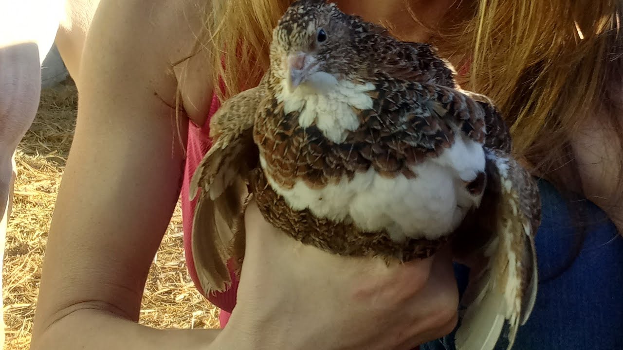 How to Hold and Display Your Coturnix Quail - YouTube