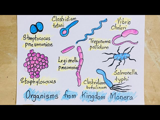 Monera Kingdom Examples For Kids