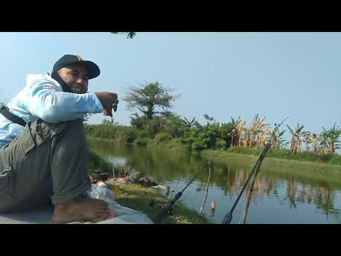 Spot Mancing di Sungai yang penuh predator,#memancing