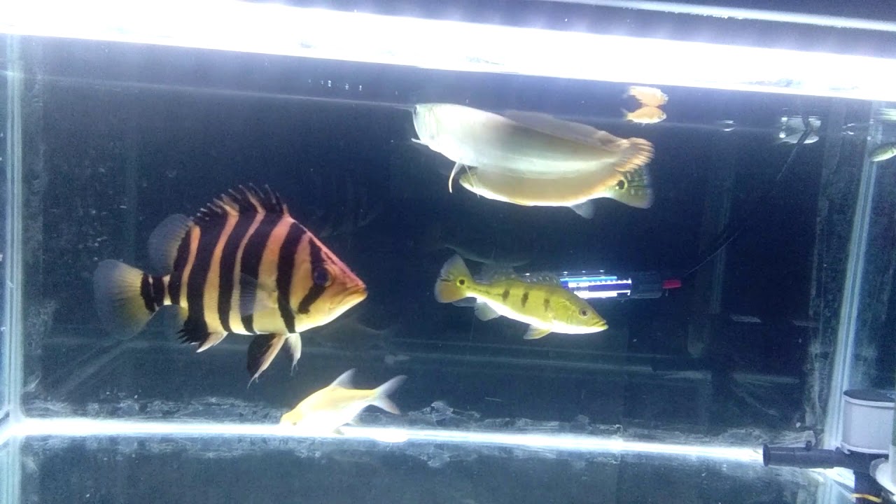 Ikan predator paling di cari datz borneo / tiger fish / predator fish ...