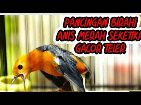 Anis Merah Gacor Pancingan Anis Merah Macet Bunyi || Masteran Anis ...