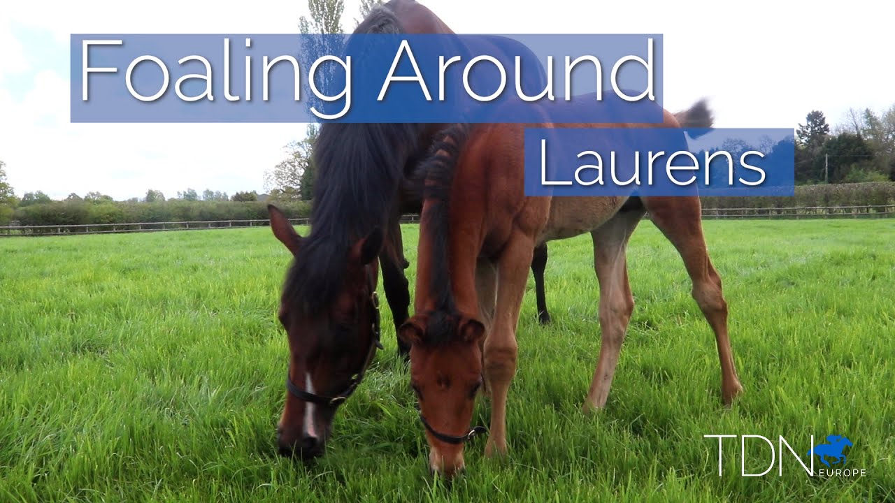 Foaling Around With Laurens - YouTube