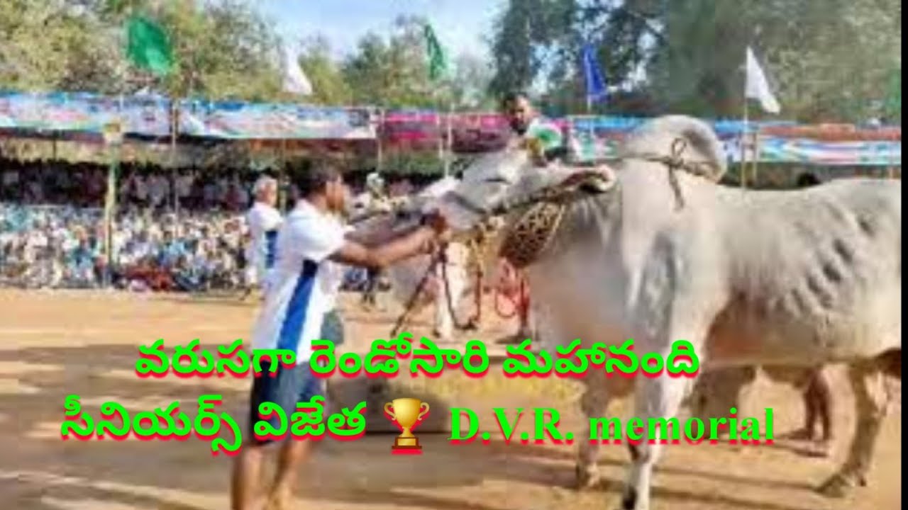 మహా నంది సీనియర్ 2022 ప్రథమ విజేత 🏆 DvR .bulls - YouTube