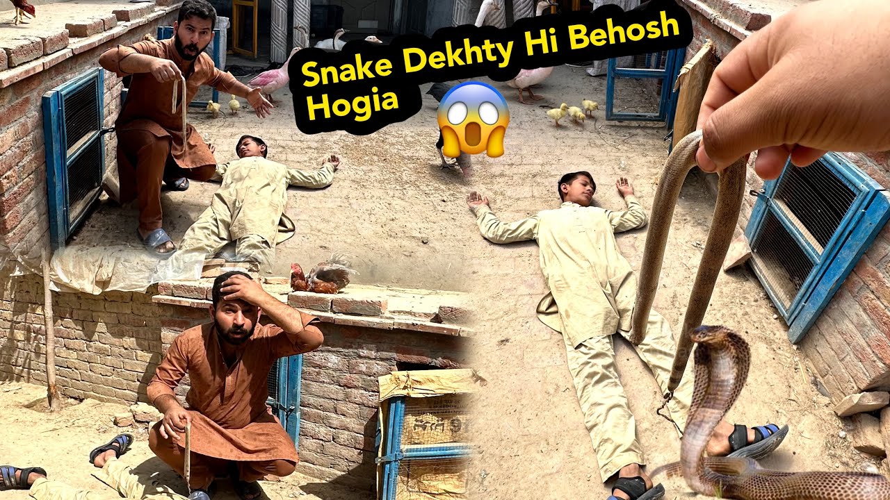 Snake Dekhty Hi Iqbal Behosh Hogia 😱 Prank Mehnga Par Giya 😳 #vlog ...