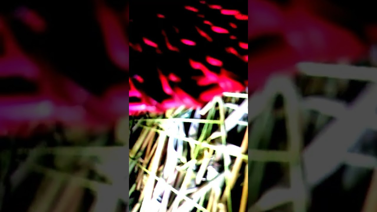 Astral Rays, MicrotubulesBrain Mind spindles Strings glow from Sentient ...