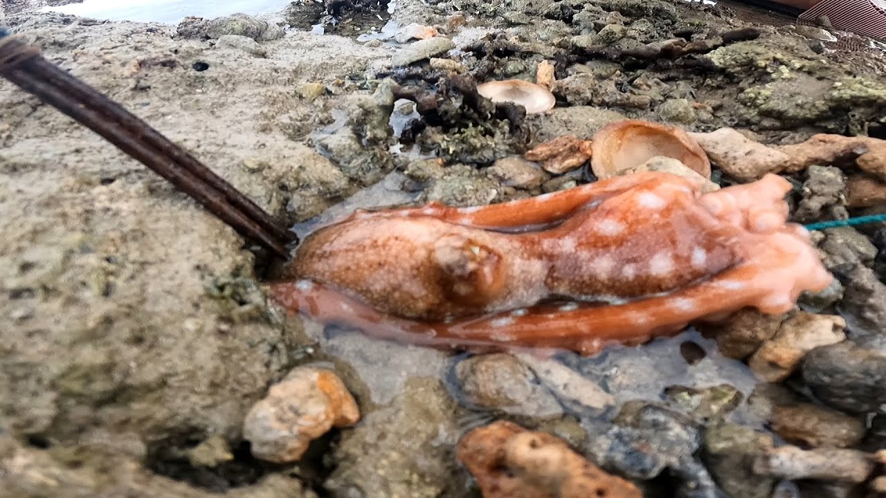 Pangangati ng tabugok at nag tinola kami ng bisugo pang tanggal umay sa ...