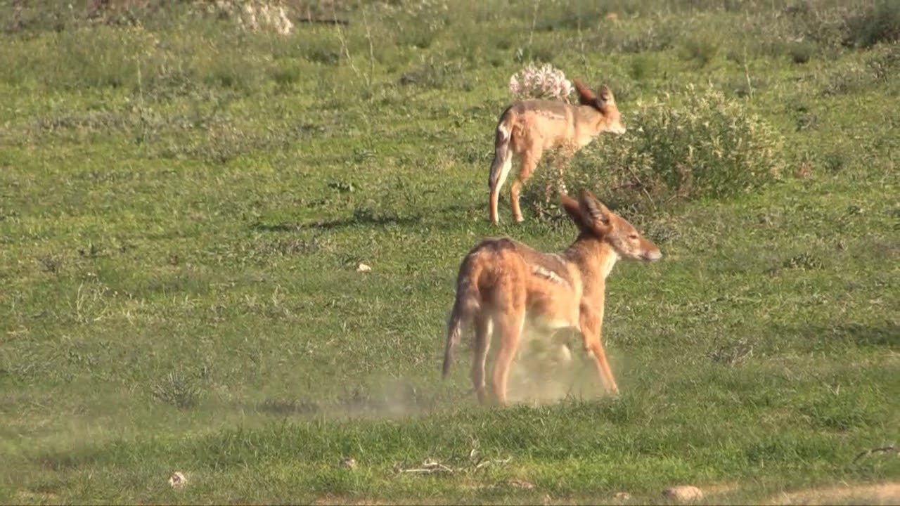 M7C2 Black backed jackal marking - YouTube