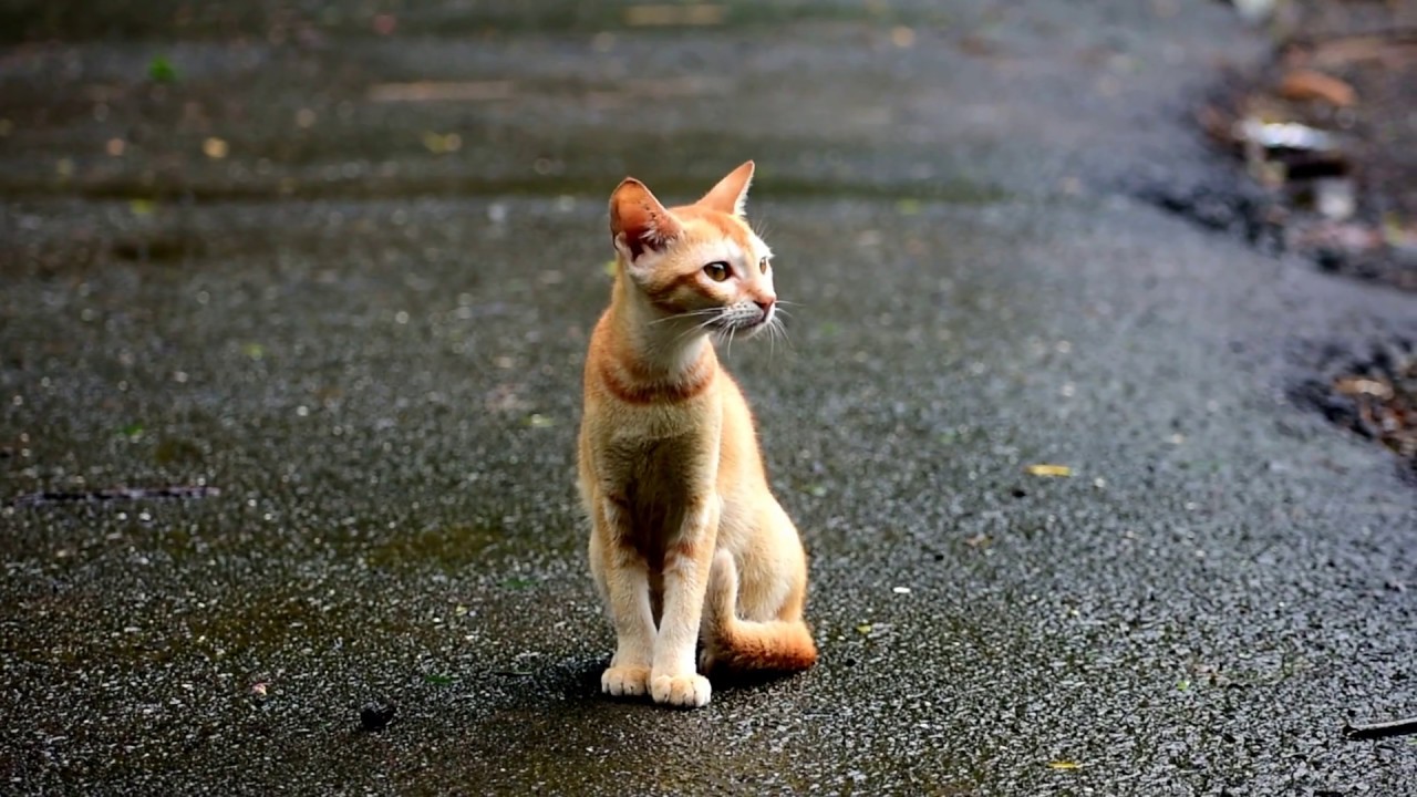 Cute kitten poses patiently for a picture... - YouTube