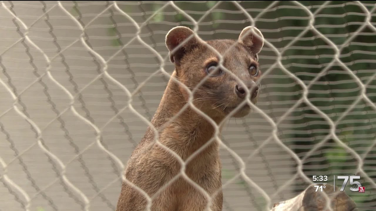 Zach at the Zoo: The Fossa - YouTube