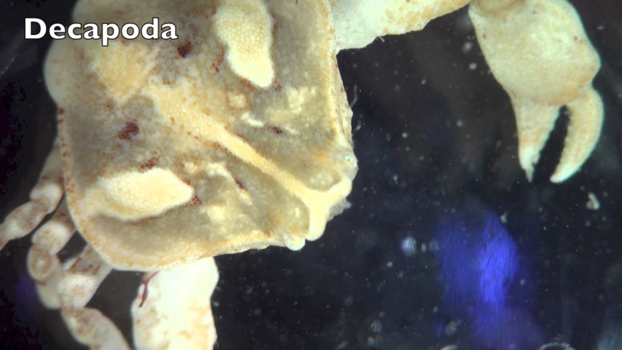 Decapoda - YouTube